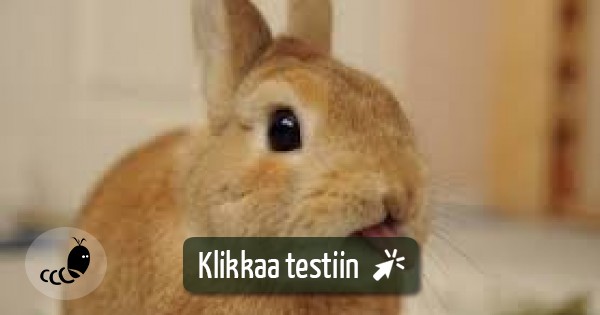 Testaa - Oletko kani vai koira? | Testimato