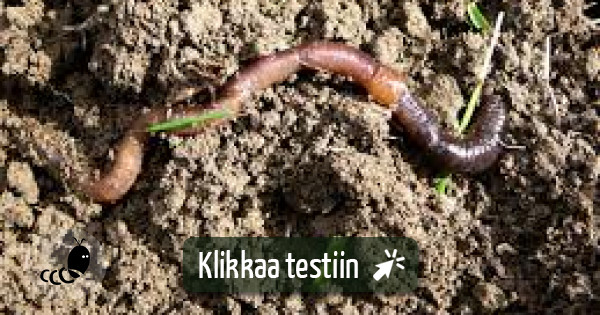 Testaa - Miksi et ole kastemato | Testimato