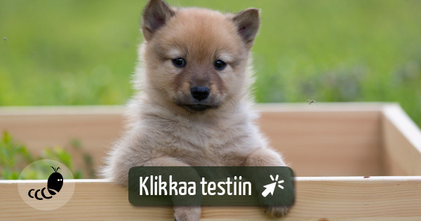 Testaa - mikä harry potter hahmo olet | Testimato