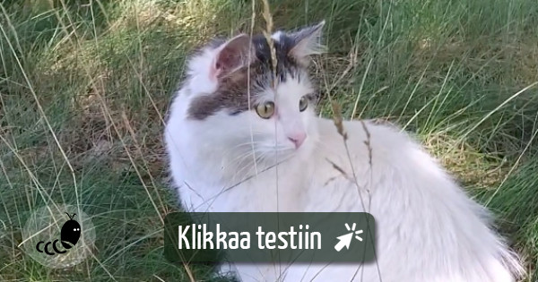 Testaa - Soturikissat- Tietovisa | Testimato