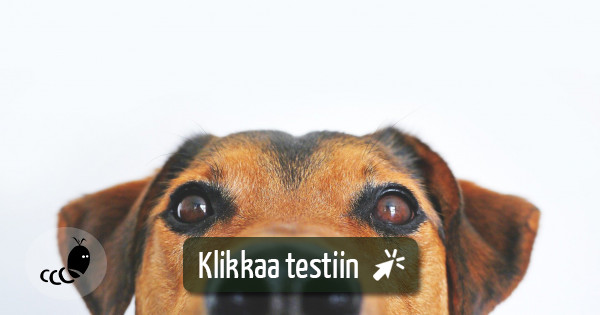 Testaa - Totuus vai tehtävä! | Testimato